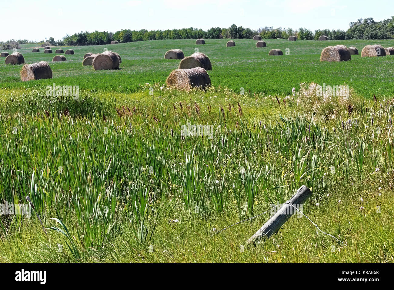 A view of cattails in a pond with hay bales in the background Stock ...