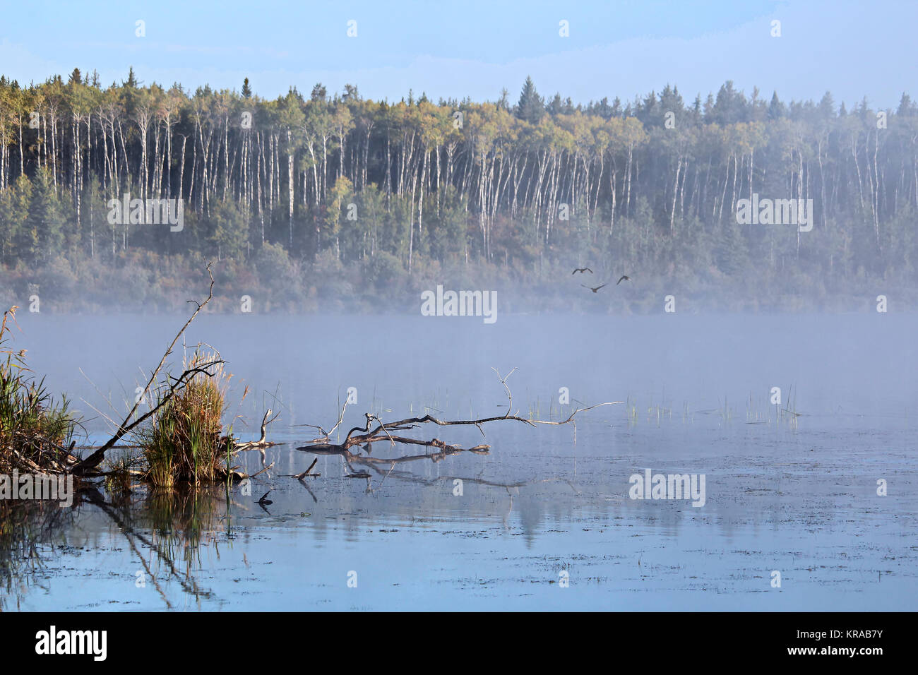 Morning mist rising off of Alberta Lake Stock Photo - Alamy