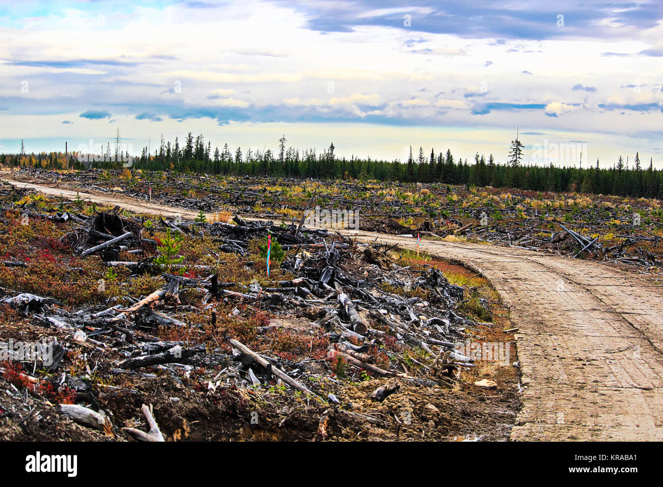 Clear cutting canada hi-res stock photography and images - Alamy