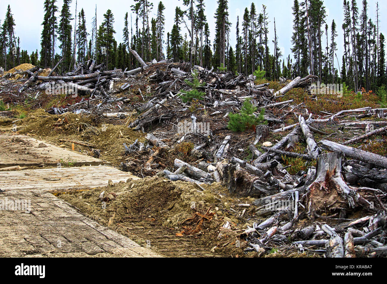 An access mat road through a logging area Stock Photo - Alamy