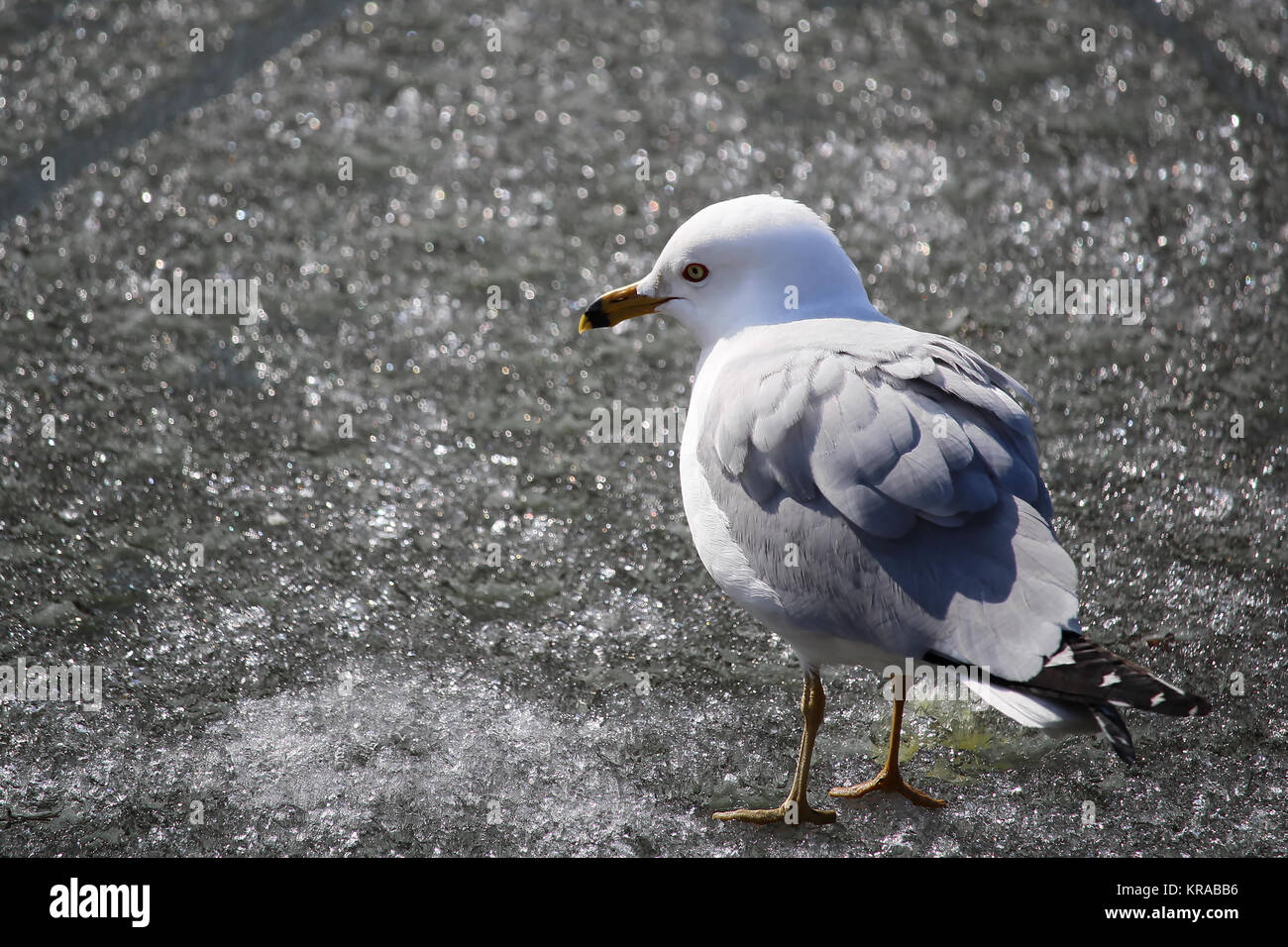 Seagull standing on frozen hi-res stock photography and images - Alamy