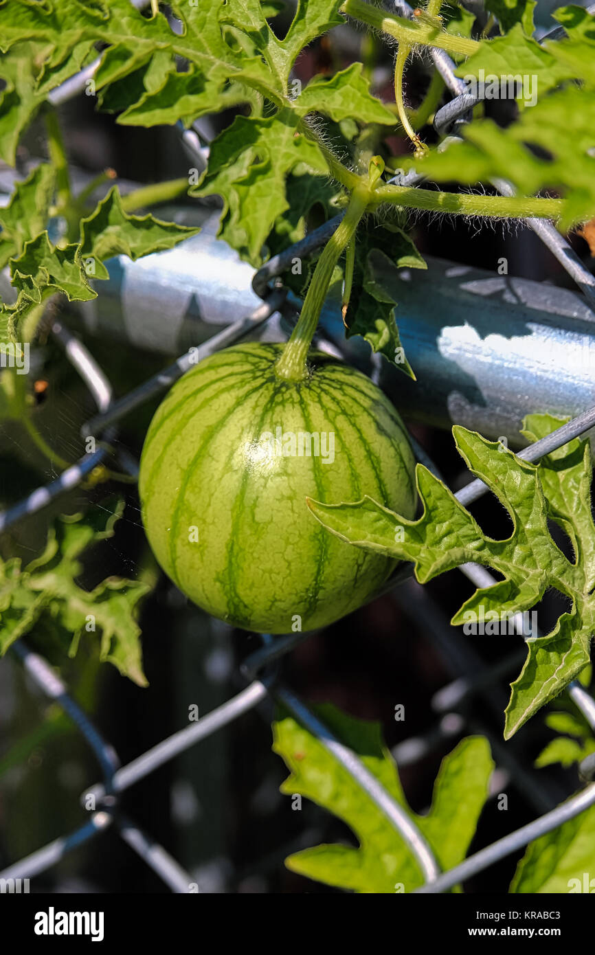 Growing Watermelon Vertically