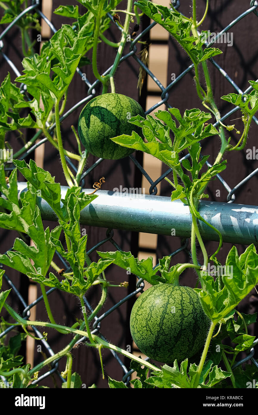 Young watermelon growing on hi-res stock photography and images - Alamy