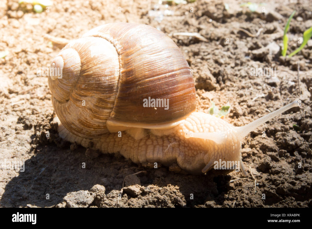 Snail on soil ground Stock Photo - Alamy