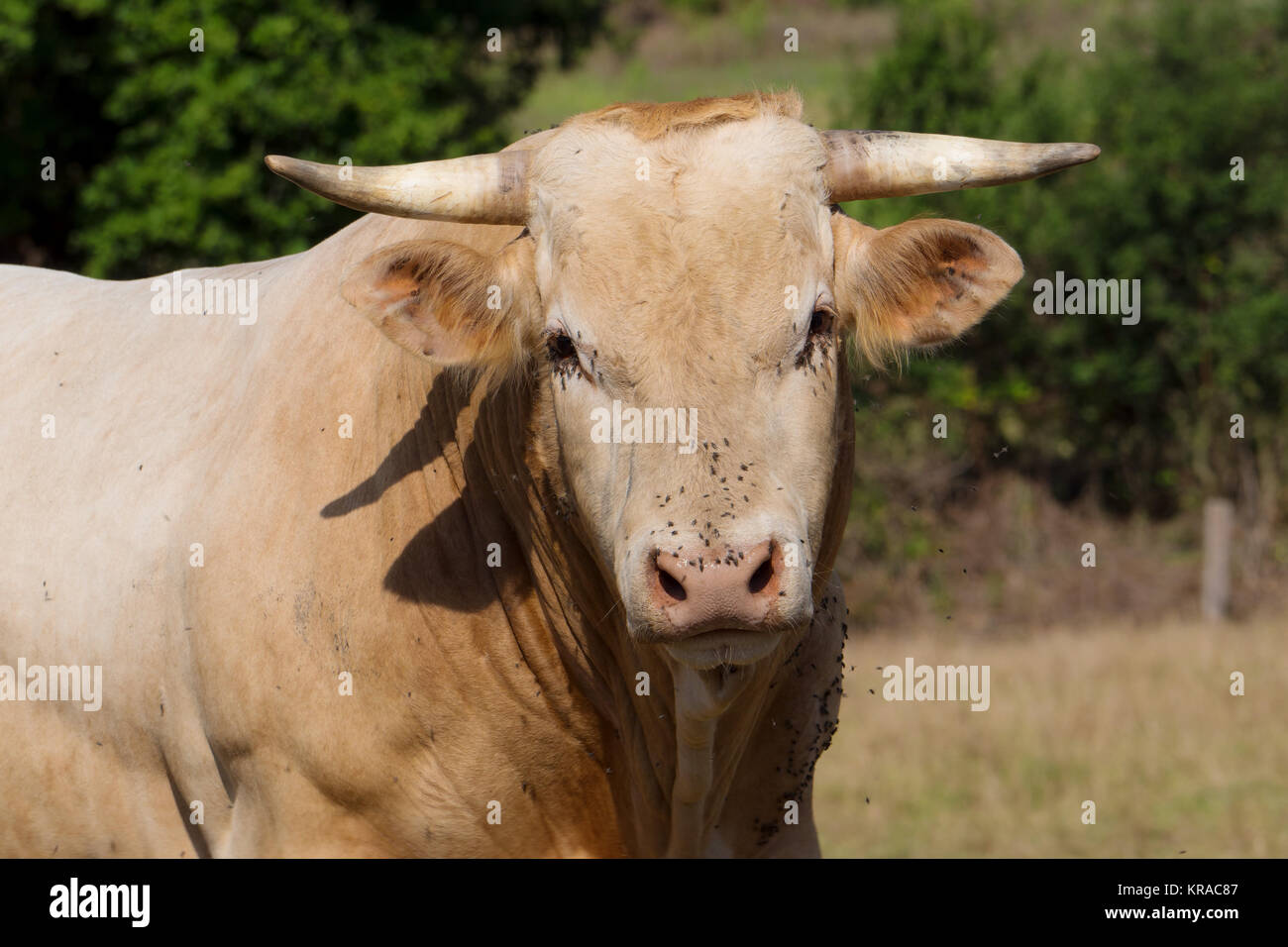 close up on the head of a cow with flies Stock Photo - Alamy
