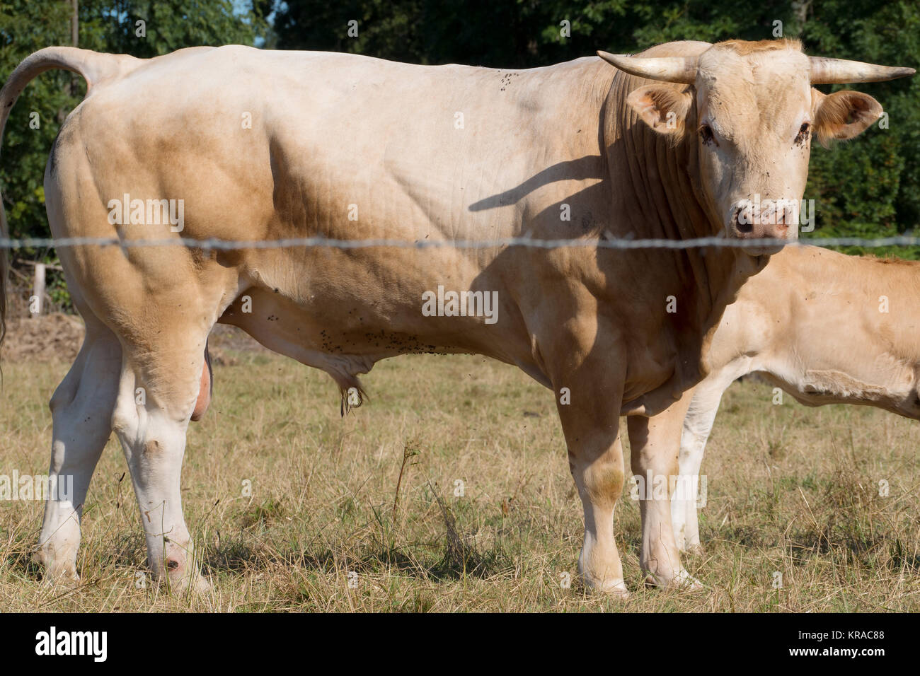 light brown bull in a meadow Stock Photo - Alamy