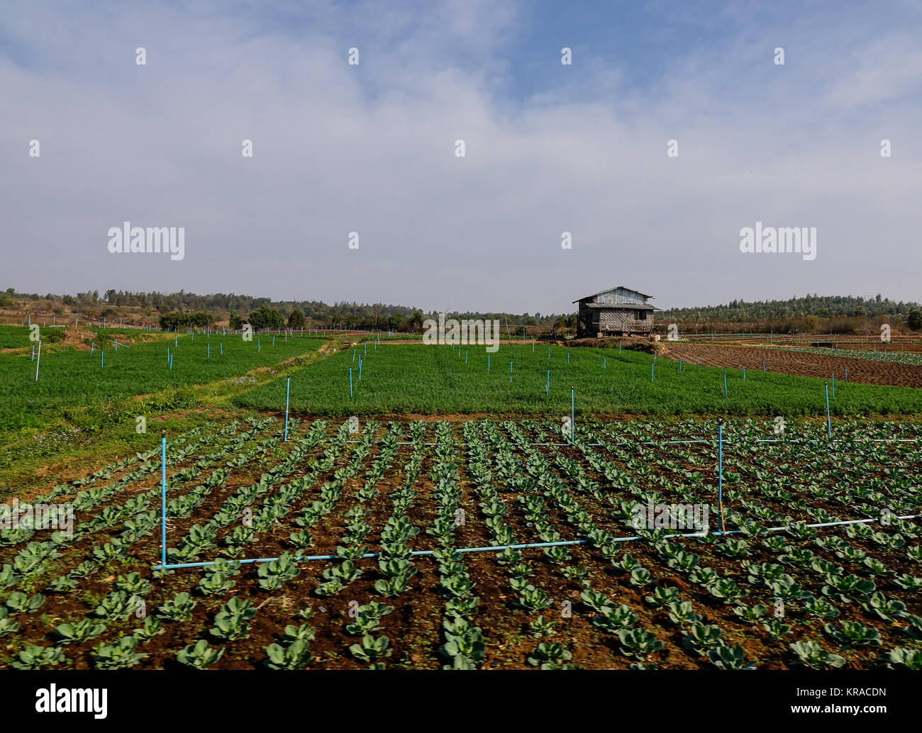 Vegetable field with a small house in Shan State, Myanmar Stock Photo ...
