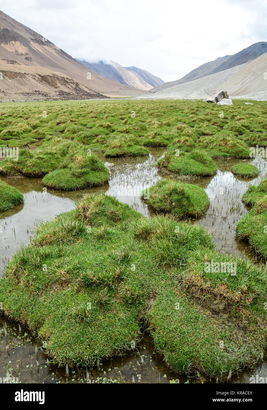 Grass on the swamp with mountains in Ladakh, India Stock Photo - Alamy