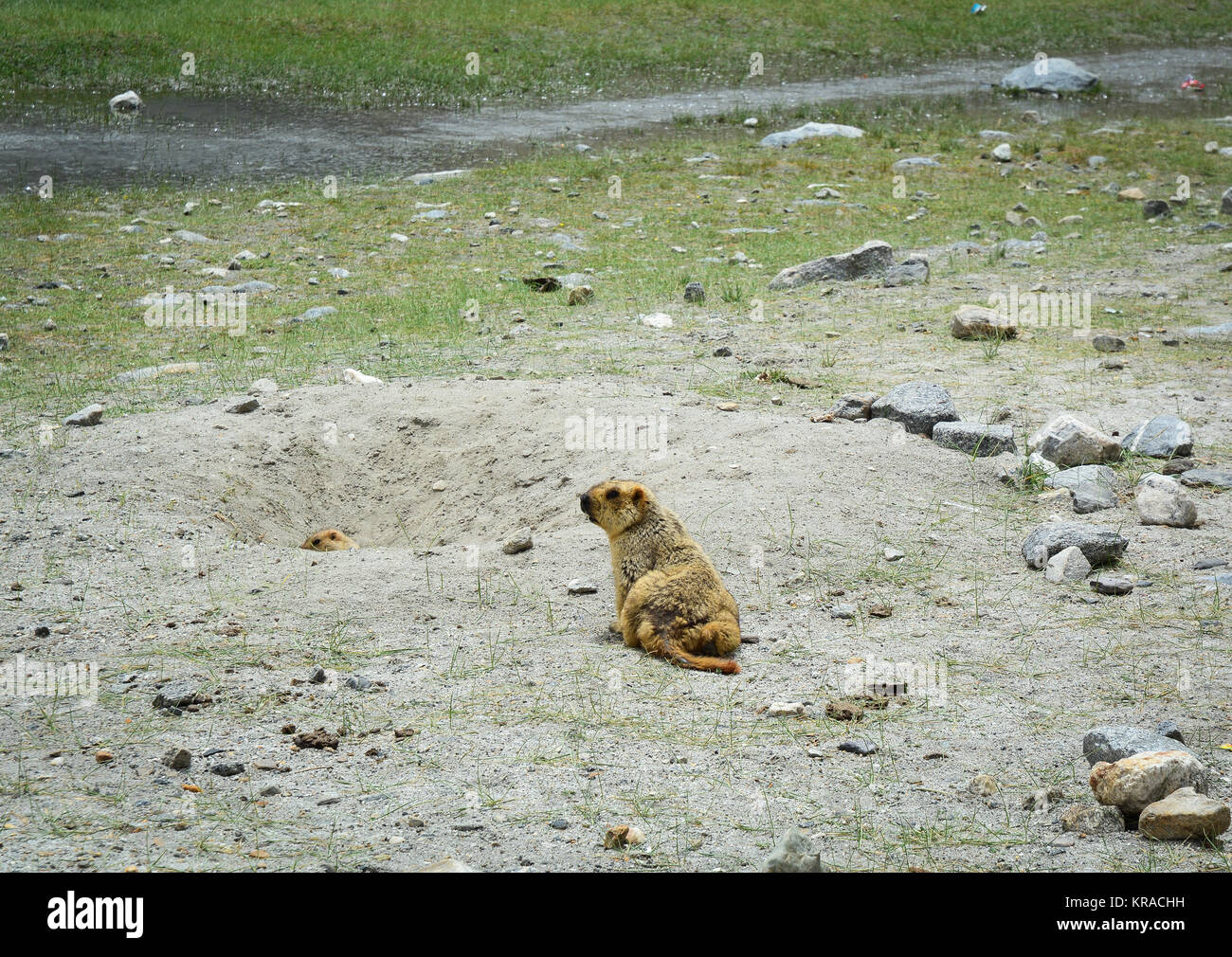 A mountain mole playing on the mountain in Ladakh, India Stock Photo ...