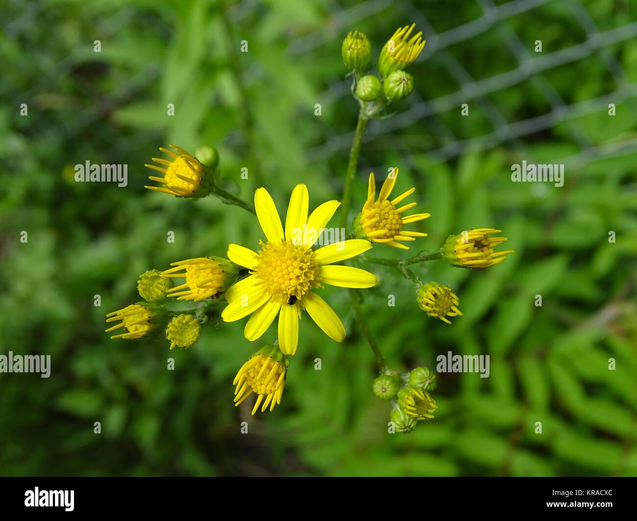 Jacob plant hi-res stock photography and images - Alamy