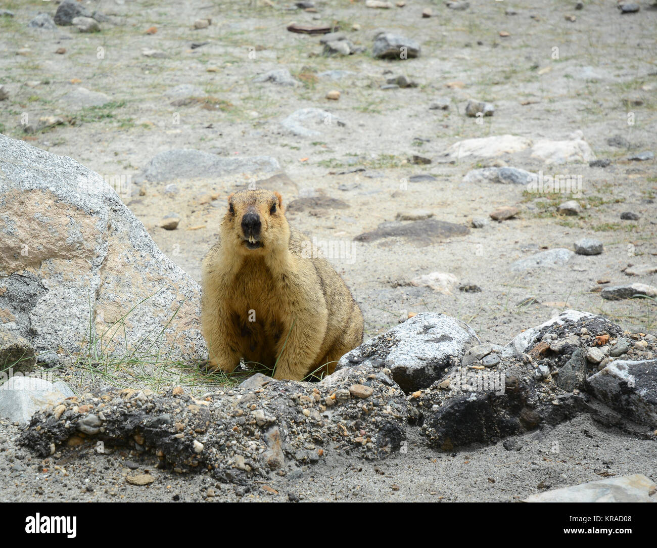 Mountain molehill hi-res stock photography and images - Alamy