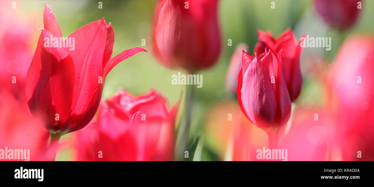 red tulips banner bokeh Stock Photo - Alamy