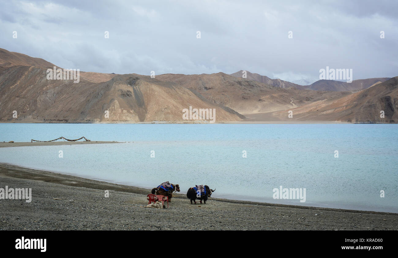Pangong Lake with yaks (Tibetan cows) in Ladakh, North India Stock ...