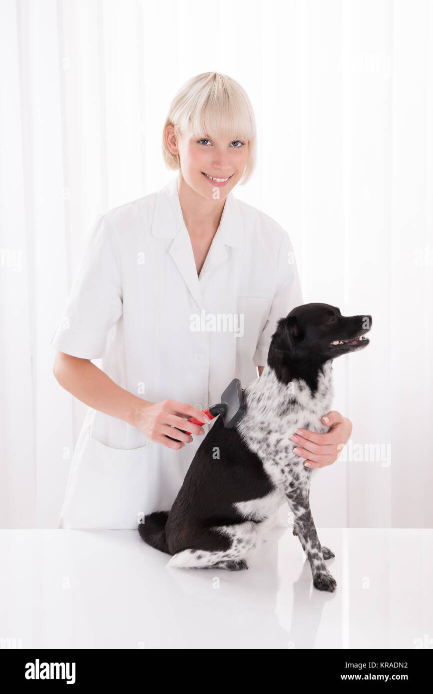 Female vet grooming dogs hi-res stock photography and images - Alamy