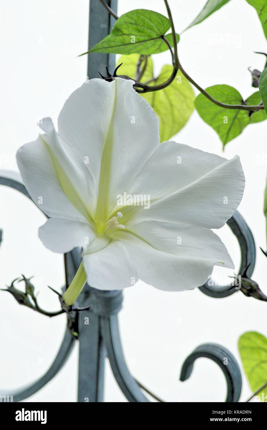 Calonyction hi-res stock photography and images - Alamy