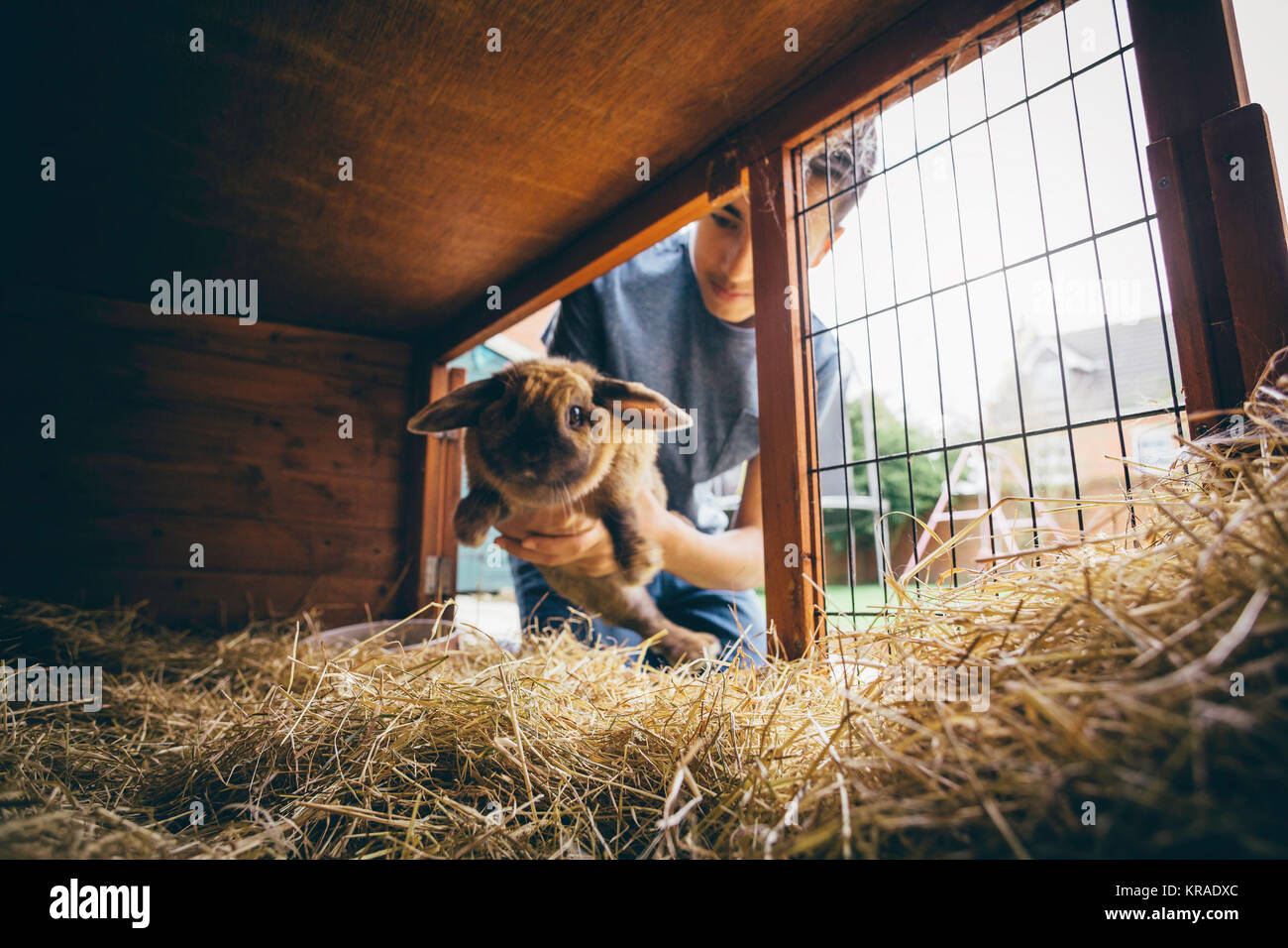 Putting the Rabbit Back Stock Photo - Alamy