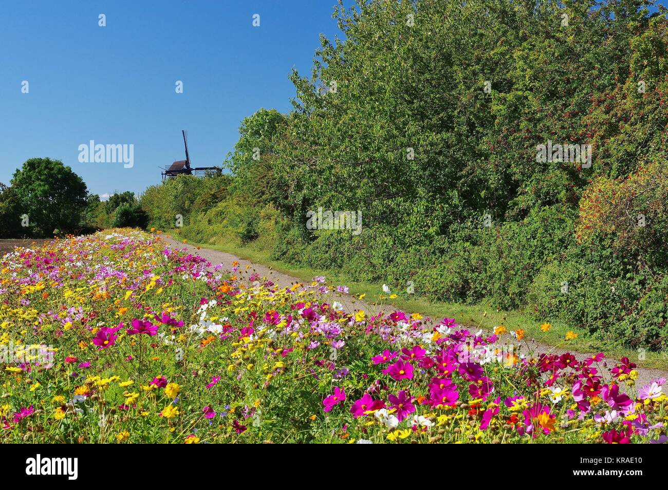 landscape with windmill (mill museum) at lemkenhafen,fehmarn island ...