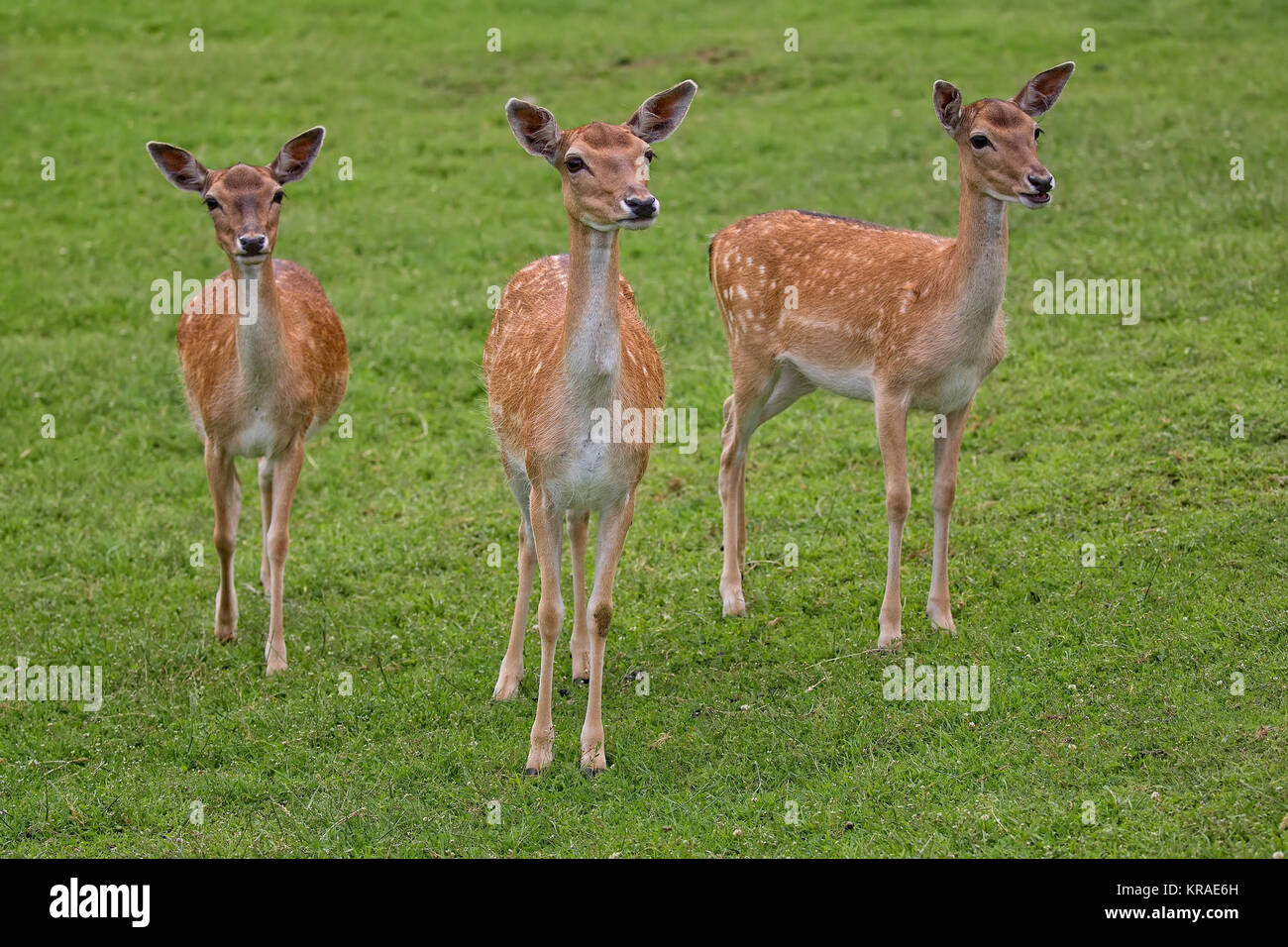 Fallow deers in a clearing Stock Photo - Alamy