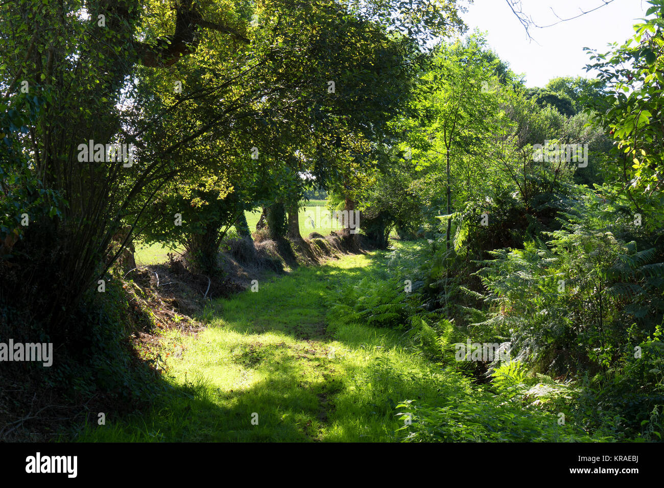 path in the countryside with trees Stock Photo - Alamy