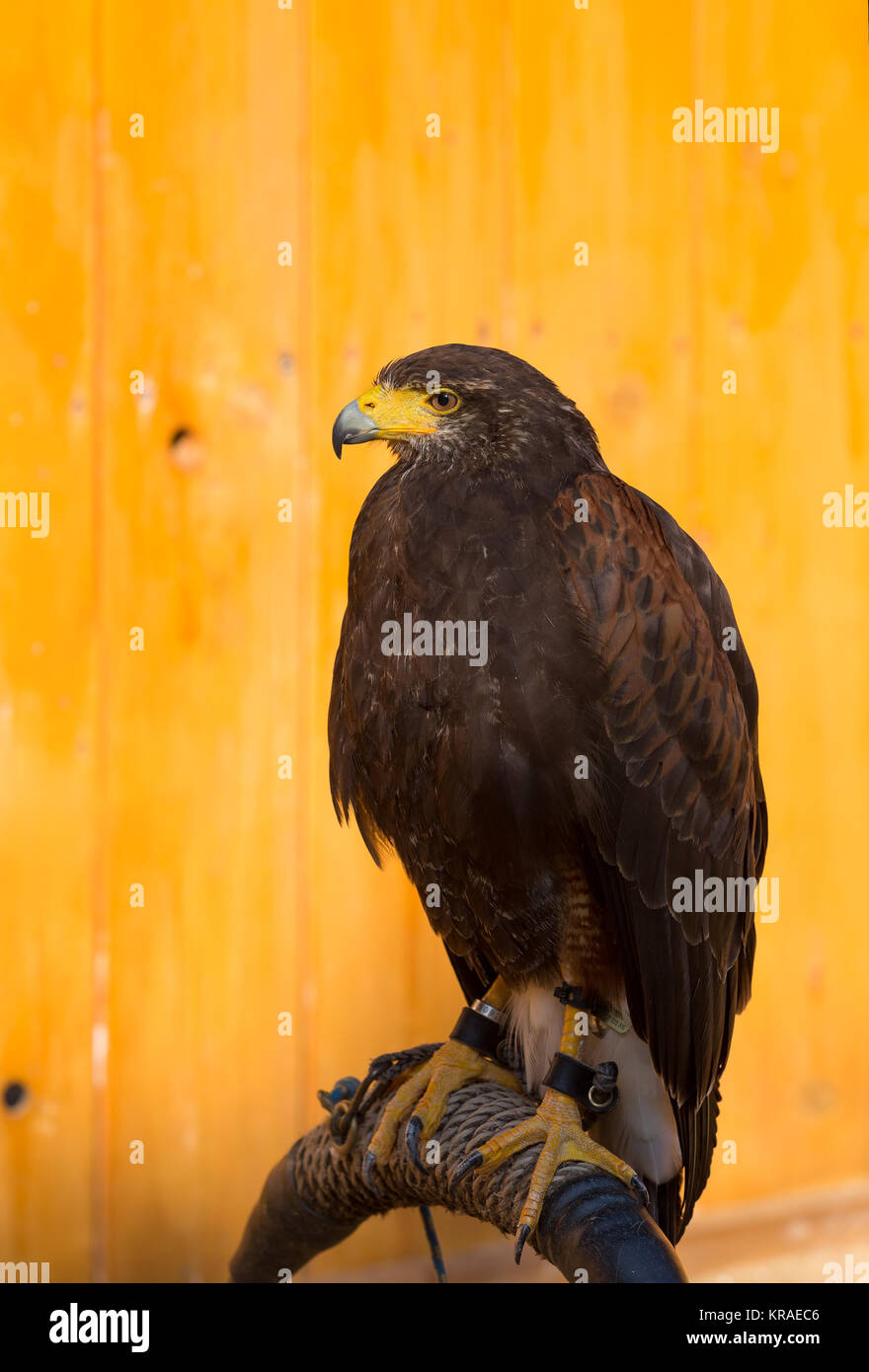 Harris Hawk (Parabuteo unicinctus Stock Photo - Alamy