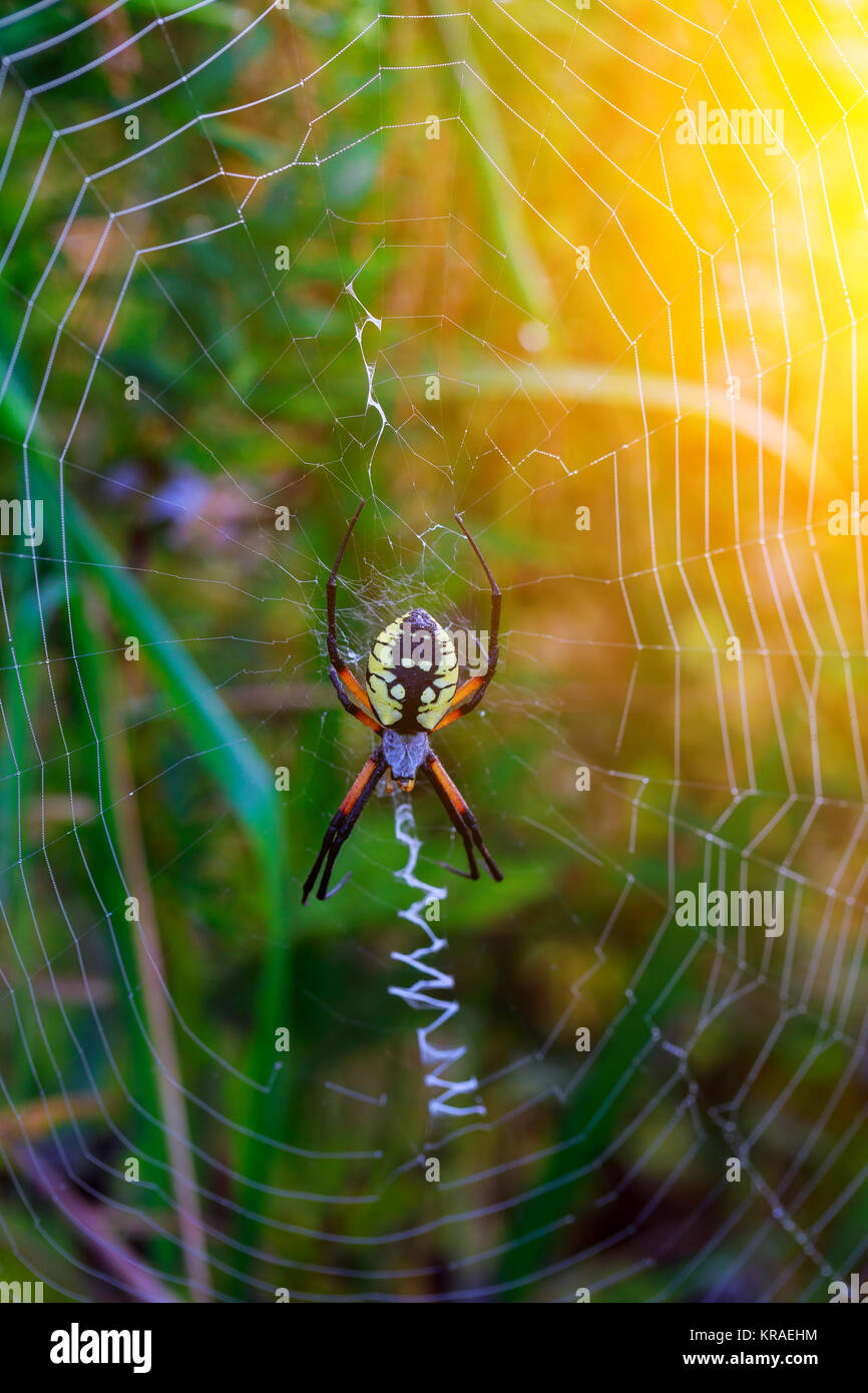 Spider garden-spider Araneus type of spider araneomorphae from the ...