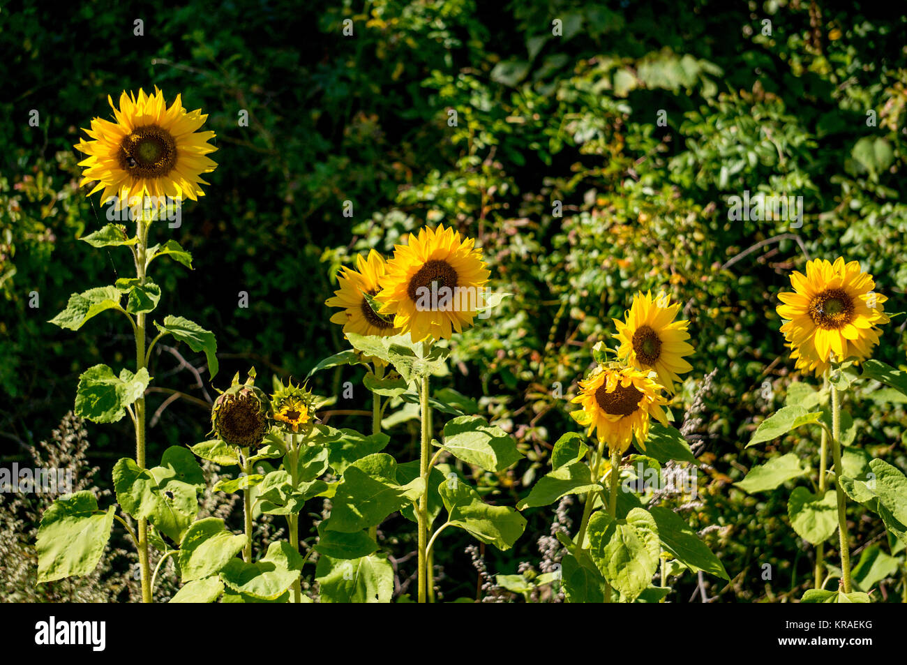 Sunflower blossoms in the sun Stock Photo - Alamy