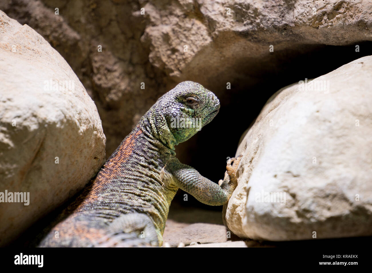 Oman spiny tailed lizard hi-res stock photography and images - Alamy