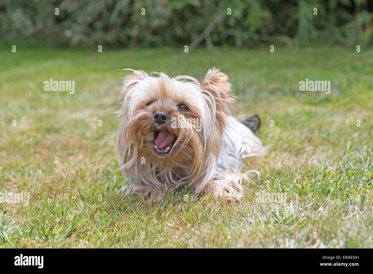 Yorkshire Terrier is smiling at the camera Stock Photo - Alamy