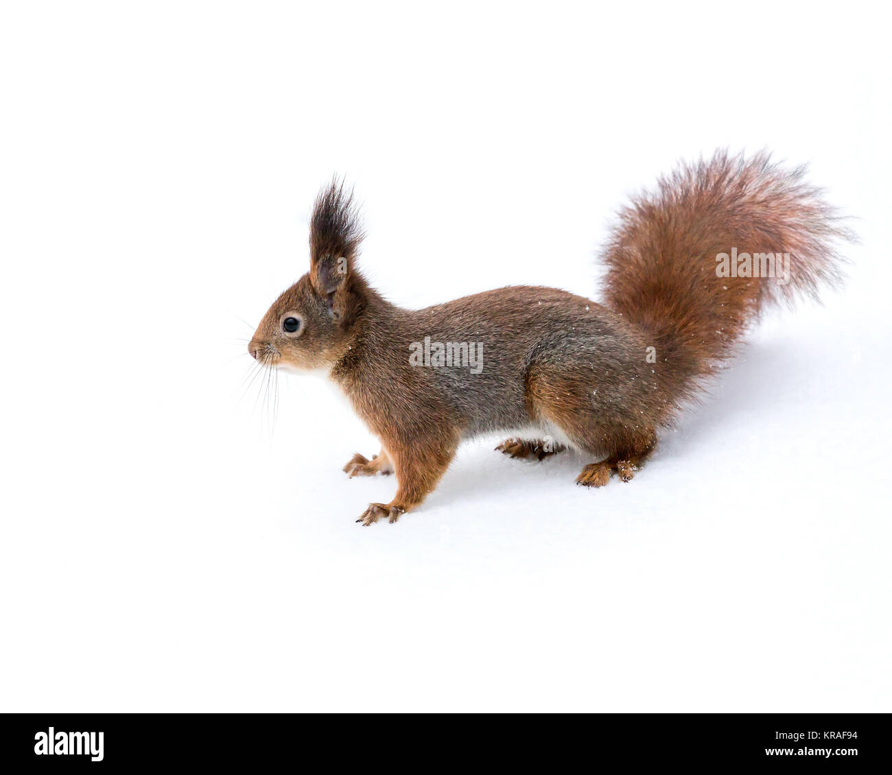 Fluffy tail hi-res stock photography and images - Alamy