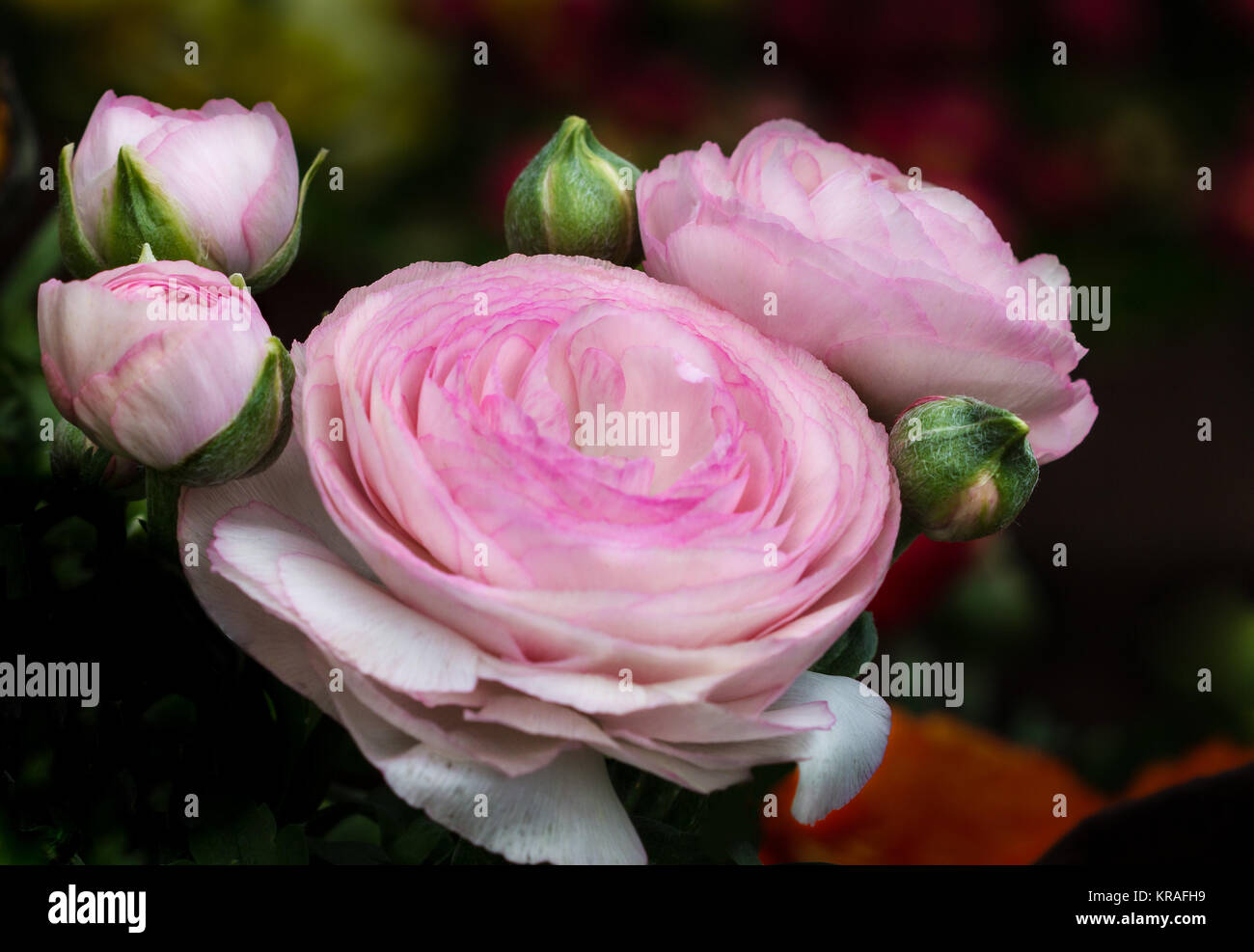ranunculus - flowers and buds Stock Photo - Alamy