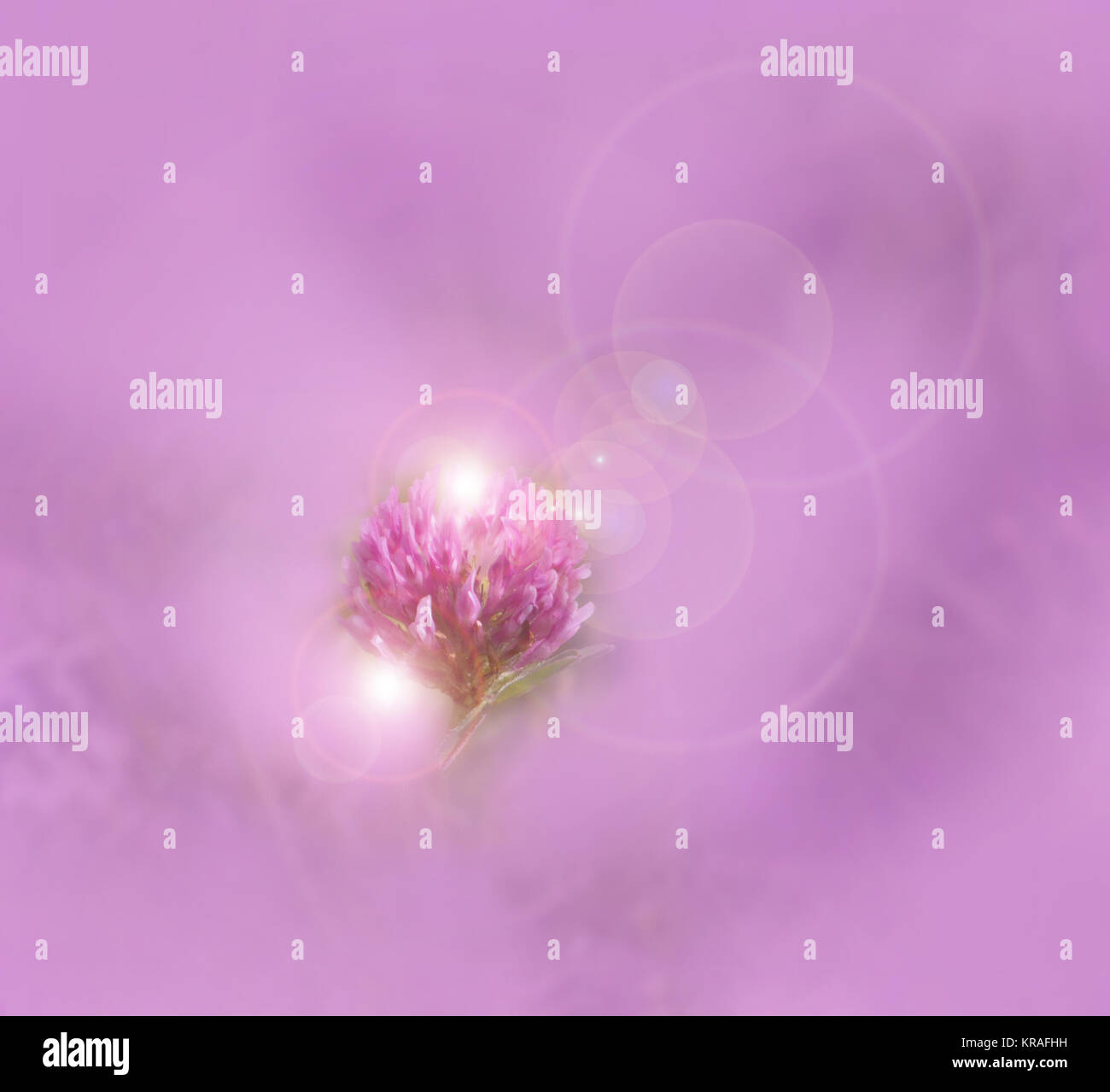 trifolium pratense lights in the light Stock Photo - Alamy