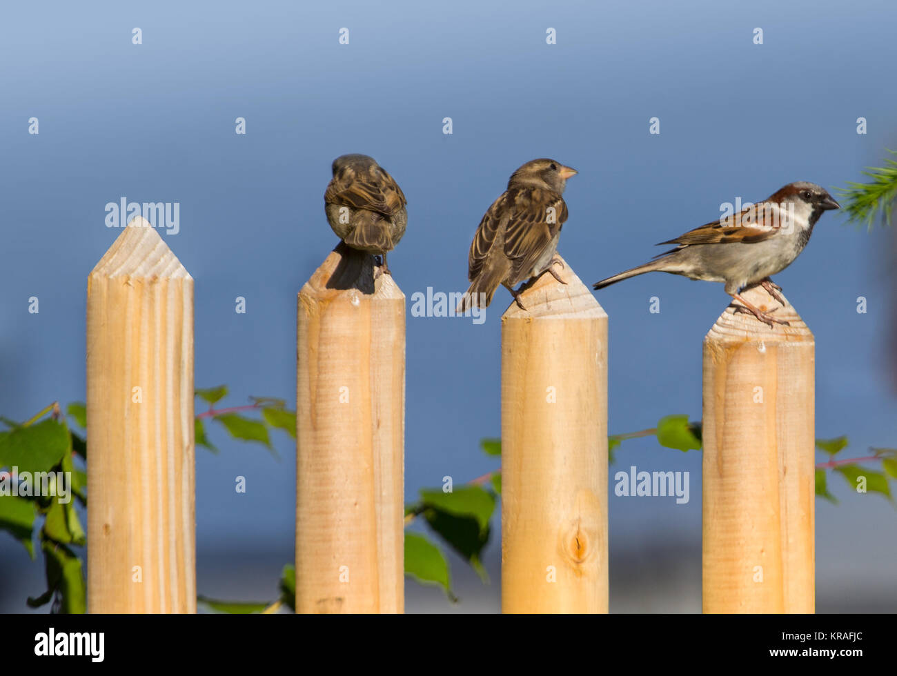 three sparrows sitting on fence post Stock Photo - Alamy