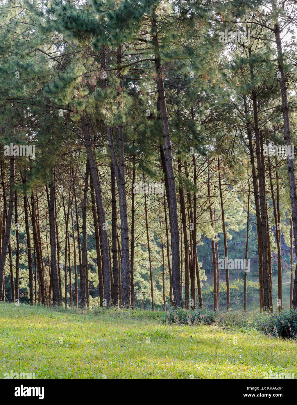 Pine tree forest at Pang Oung national park in Mae Hong Son, Thailand ...