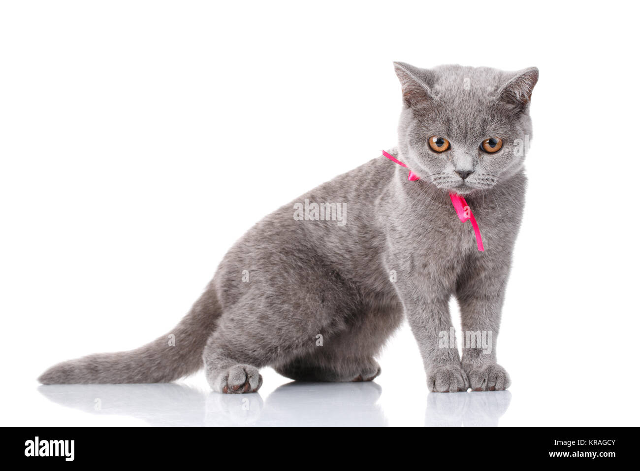 grey Scottish Fold cat with pink ribbon sitting on white Stock Photo ...