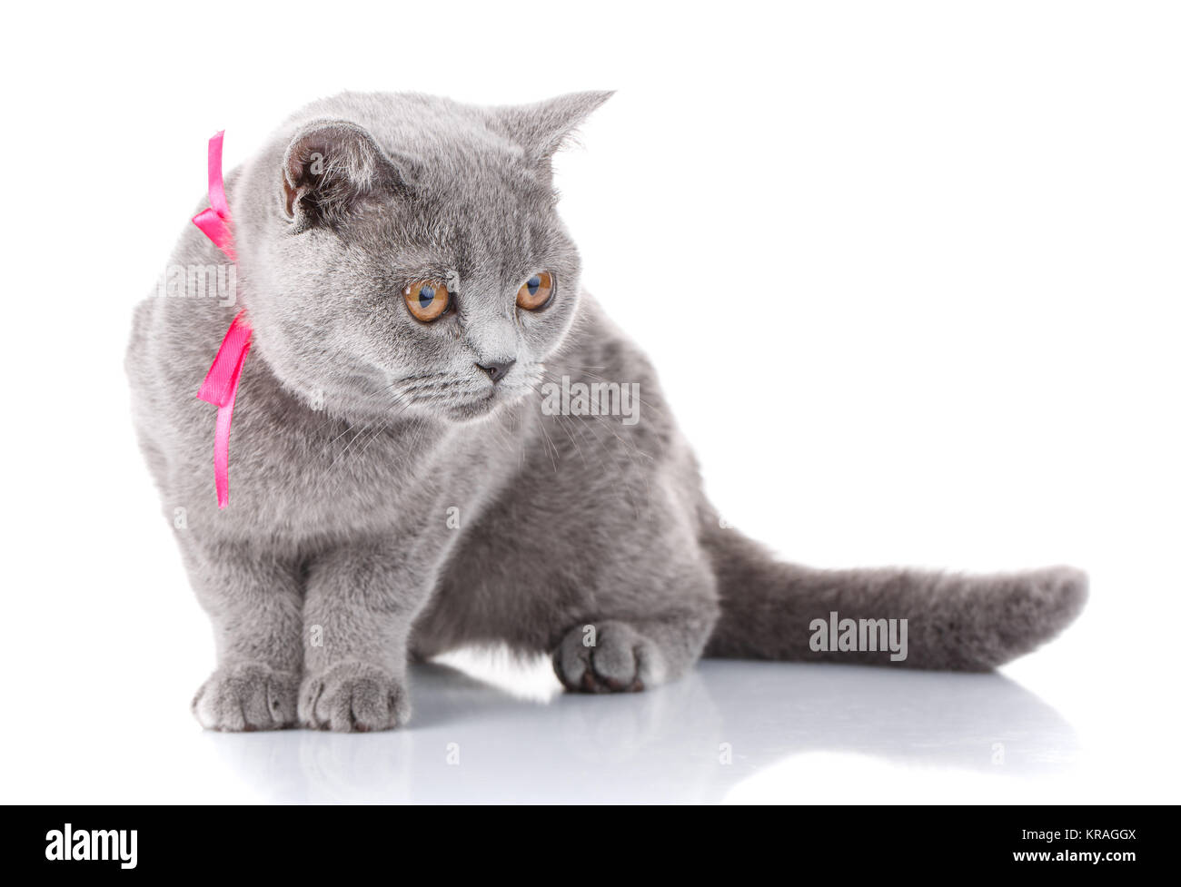 grey Scottish Fold cat with pink ribbon sitting on white Stock Photo ...