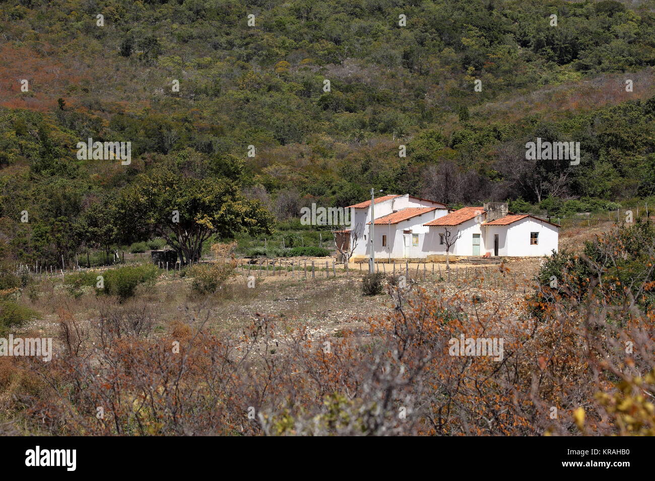 lonely village in the caatinga of brazil Stock Photo - Alamy