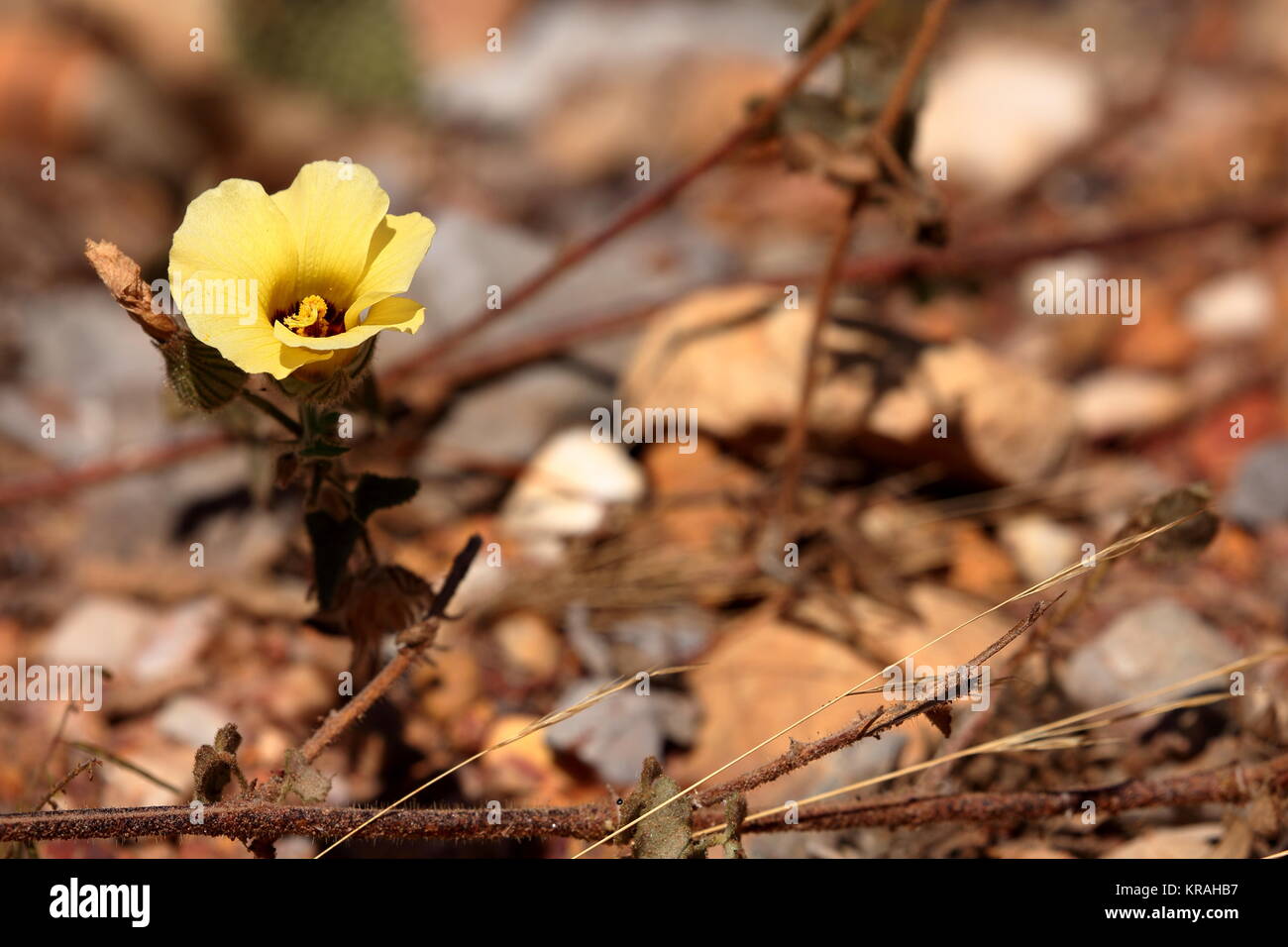 Caatinga flower hi-res stock photography and images - Alamy