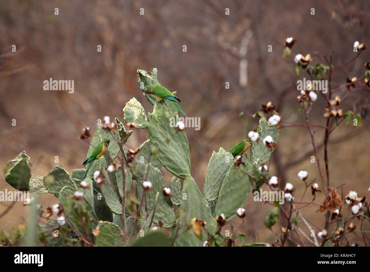 Caatinga birds hi-res stock photography and images - Alamy