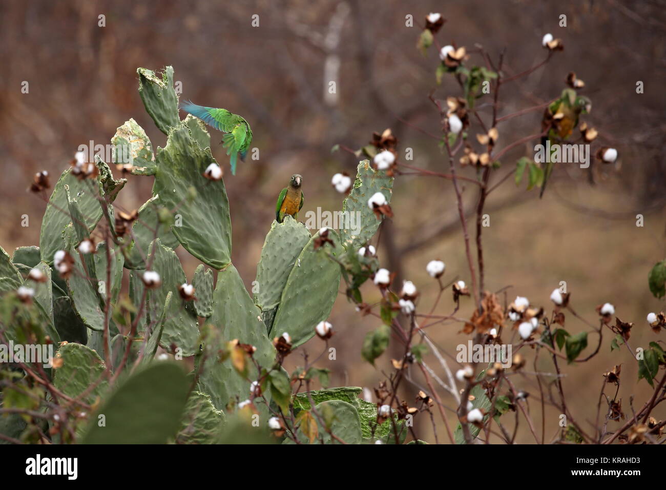 wild parrots in brazil Stock Photo - Alamy