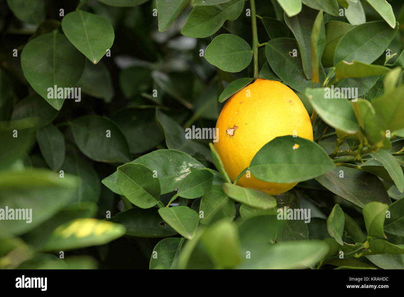 orange tree with ripe oranges Stock Photo - Alamy