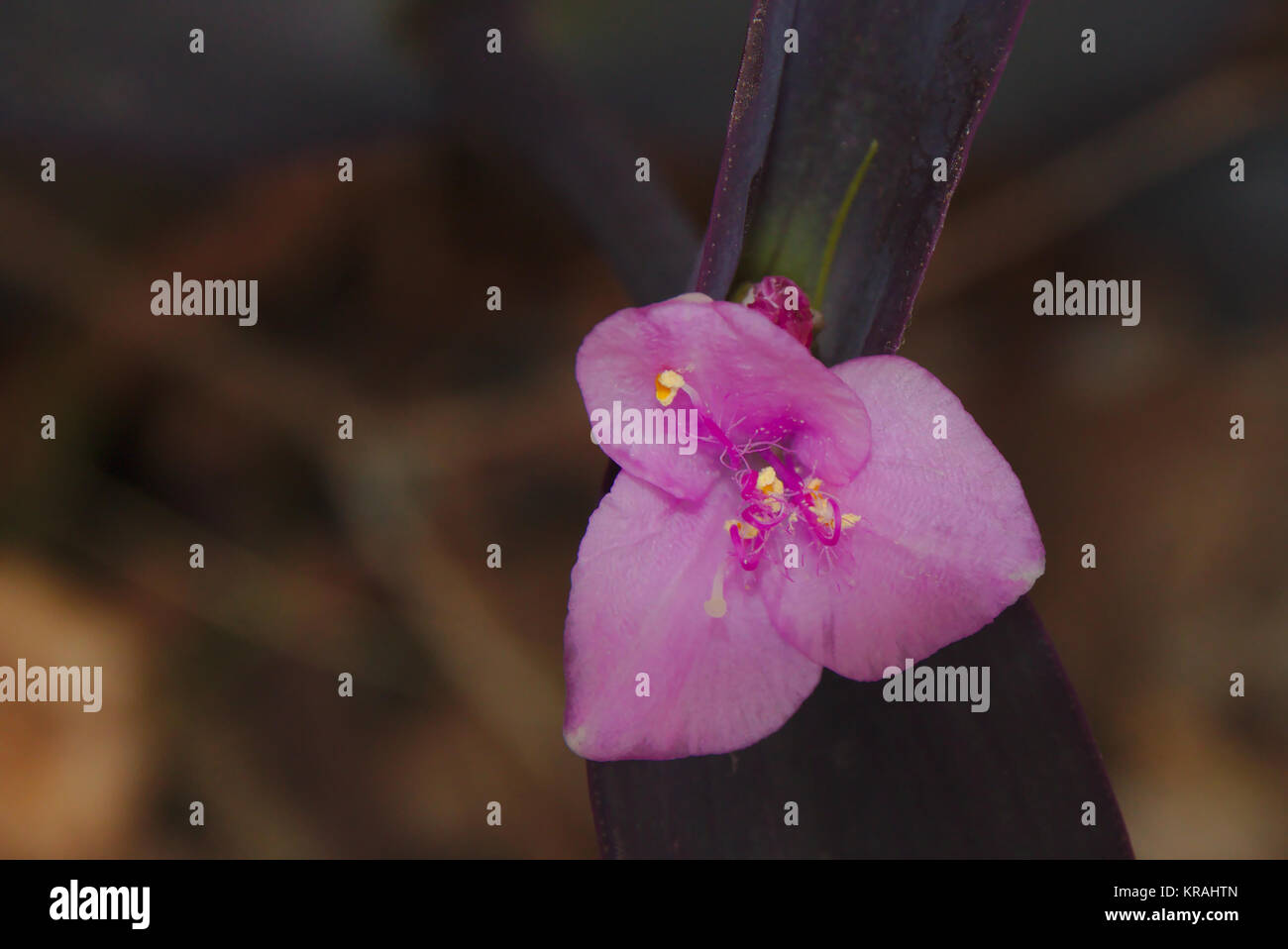 Soft pink flower Stock Photo - Alamy