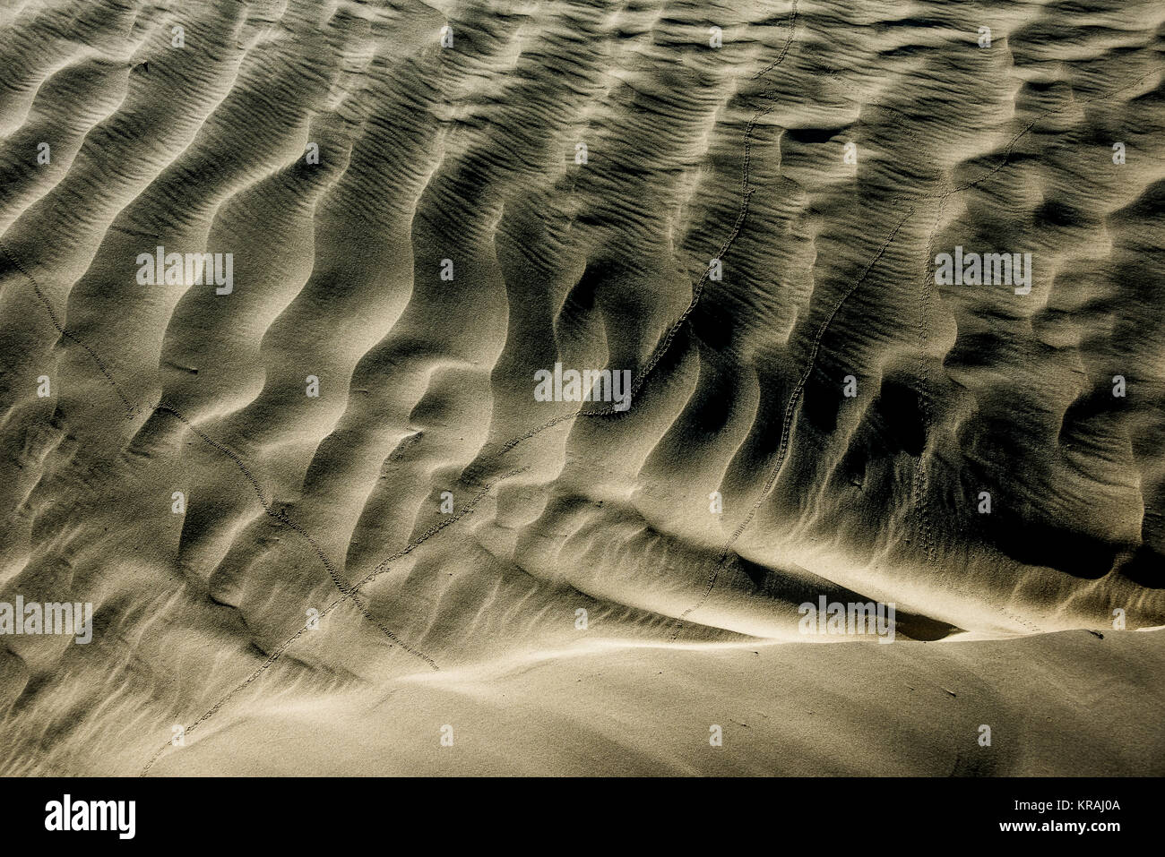 Details of wind drift patterns on large sand dune at Great Sand Hills ...