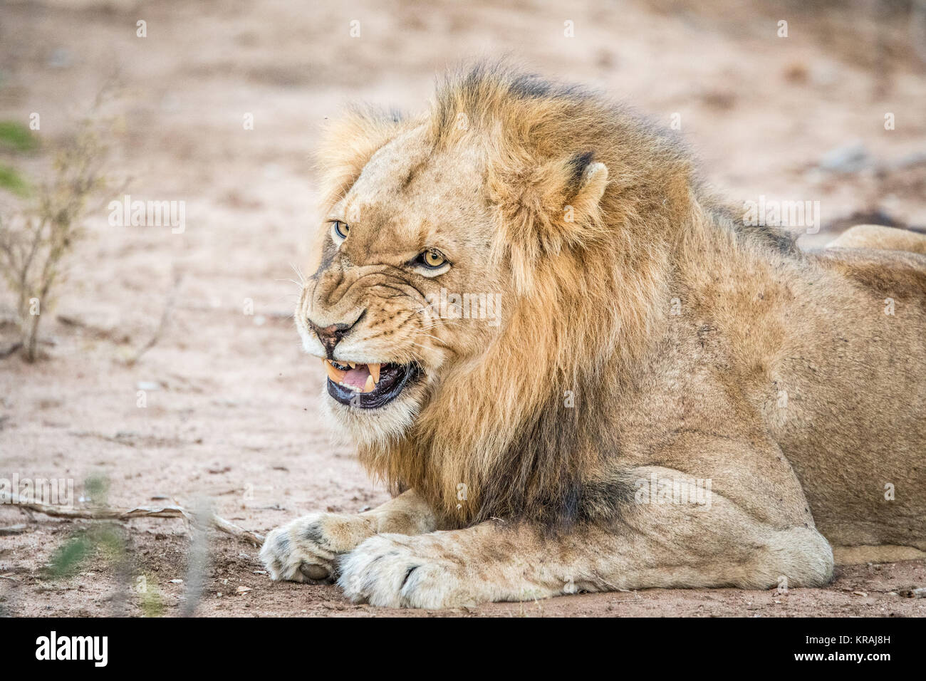 Picture lion hi-res stock photography and images - Alamy