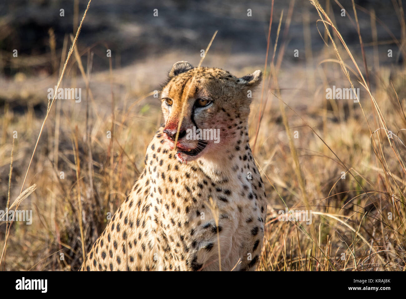 Starring Cheetah with a bloody face Stock Photo - Alamy