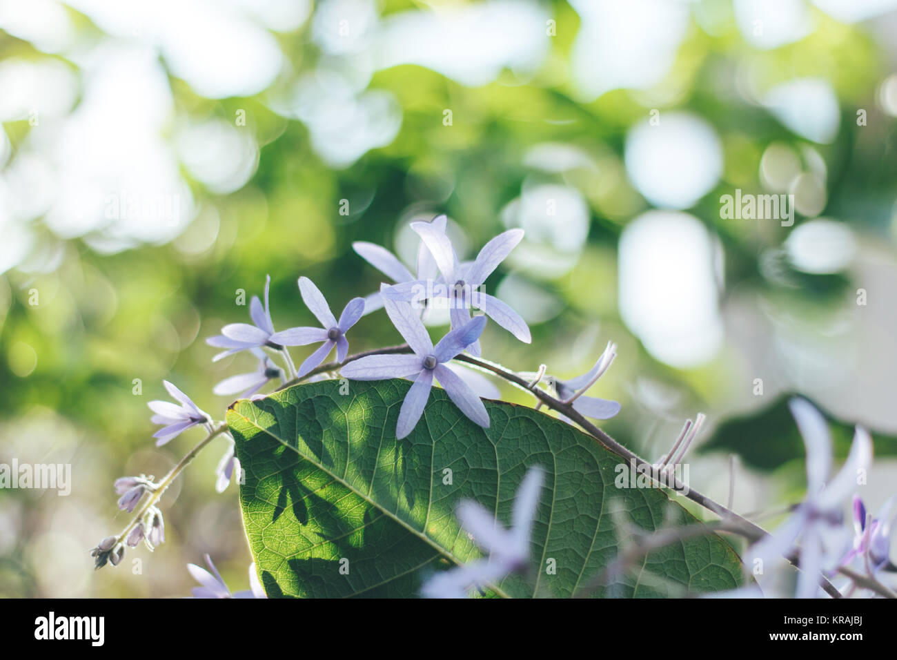 Violet tiny flowers in nature light Stock Photo - Alamy