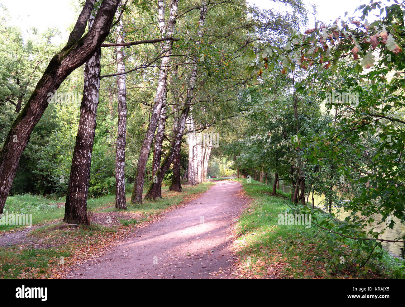 Alley park trees hi-res stock photography and images - Alamy
