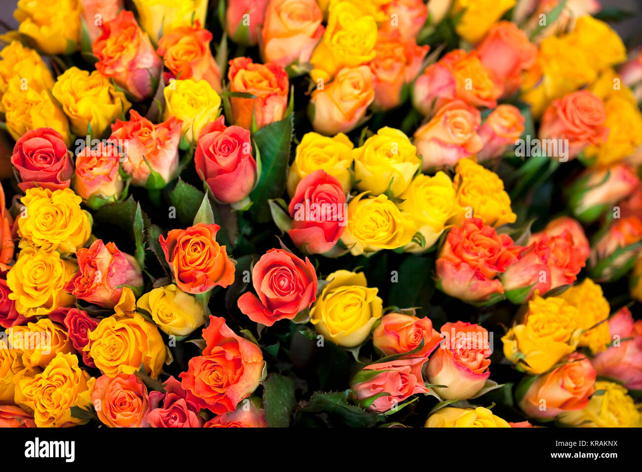 Background of roses Stock Photo - Alamy
