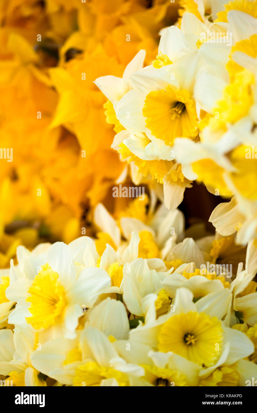 Background of daffodils Stock Photo - Alamy