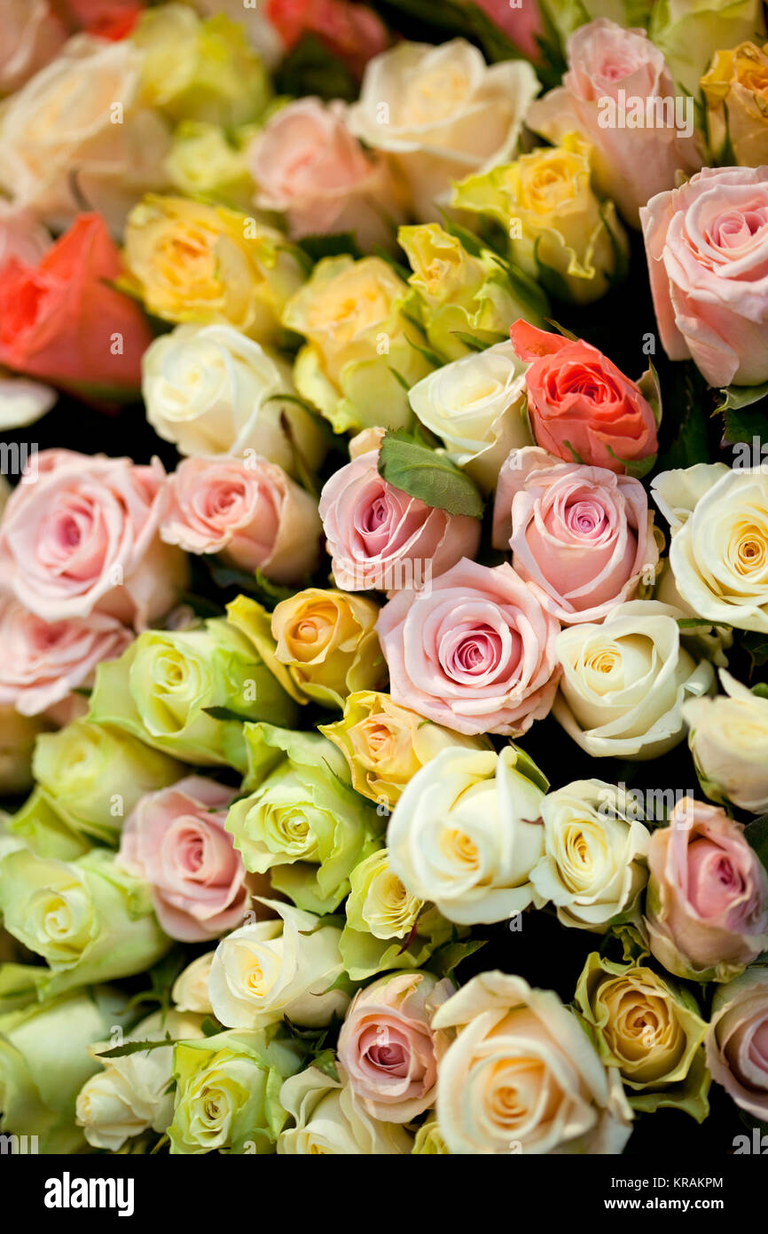 Background of roses Stock Photo - Alamy