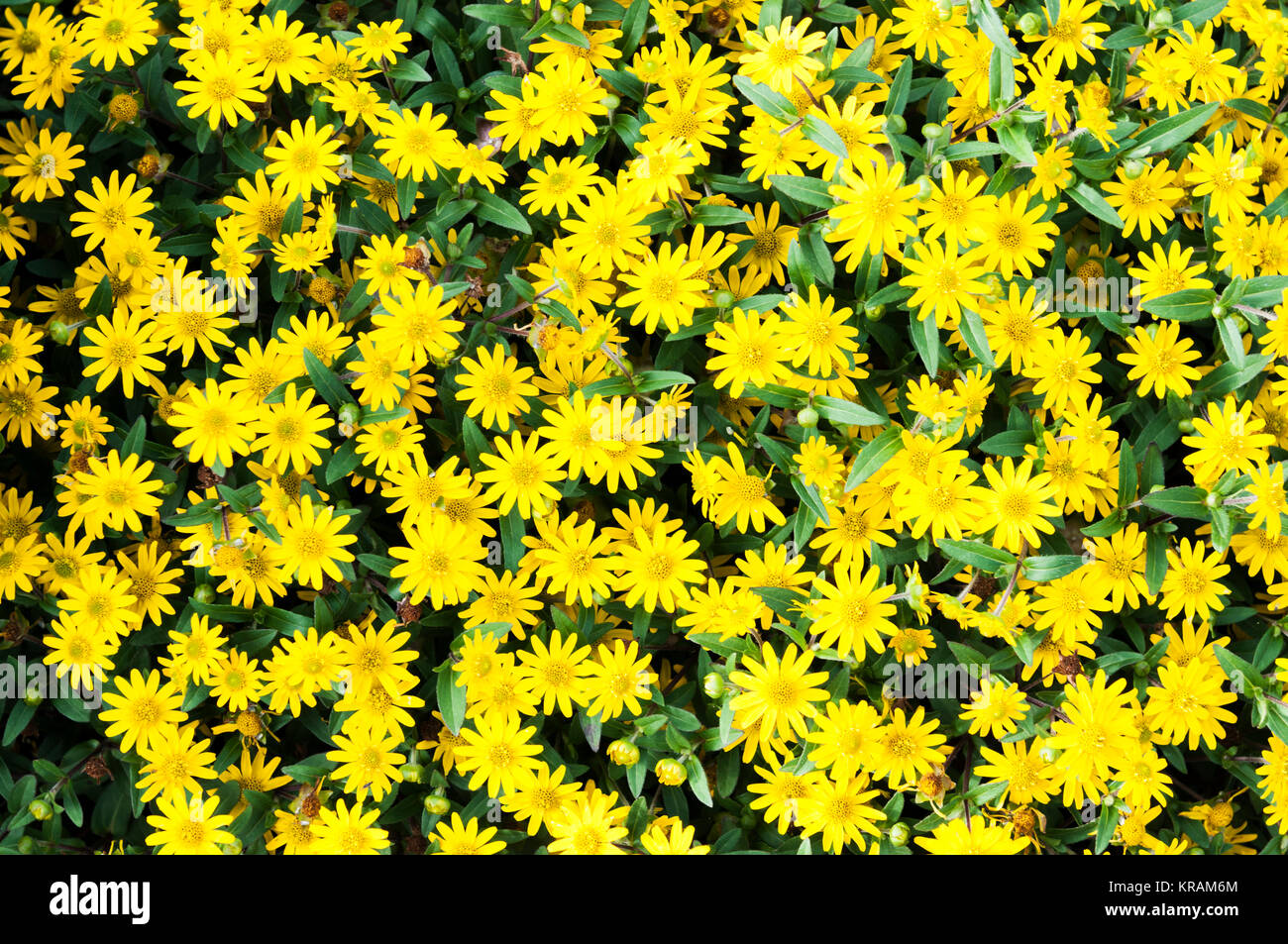 Flowers on the ground hi-res stock photography and images - Alamy
